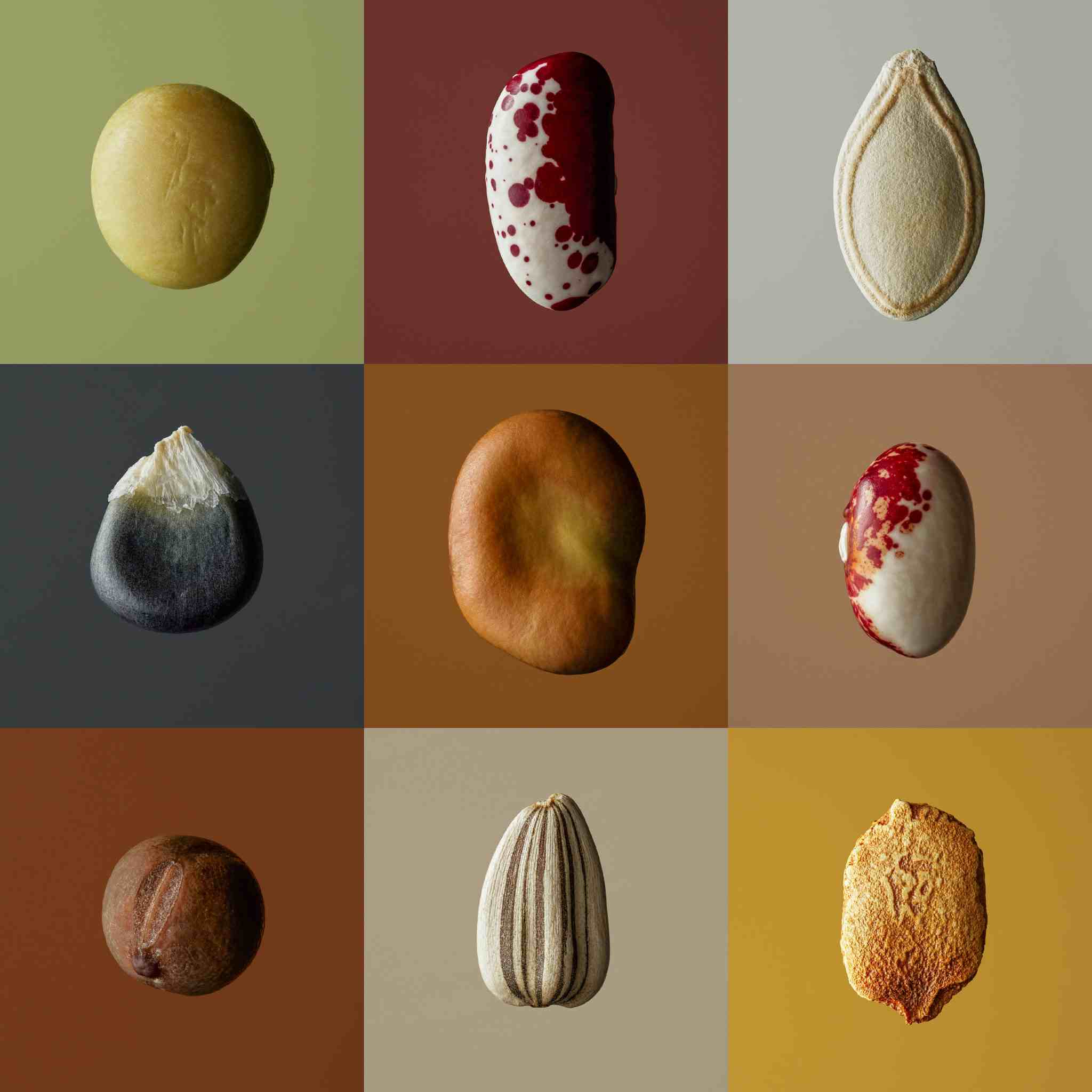 Can You Take Seeds On A Plane? Know Here