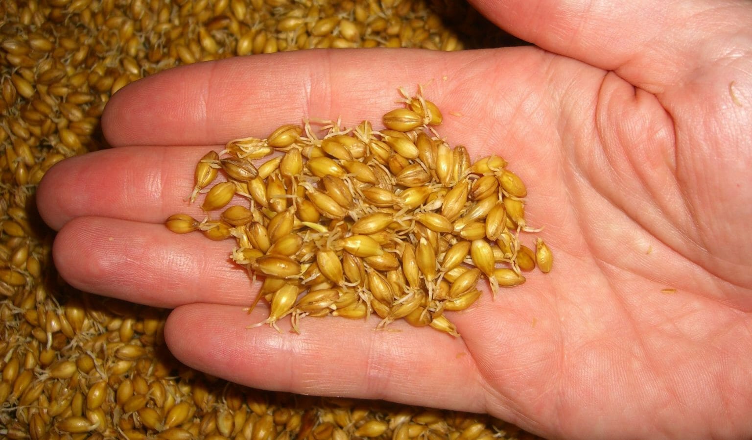 Is Malt Flavoring Gluten Free? Find Out Here!