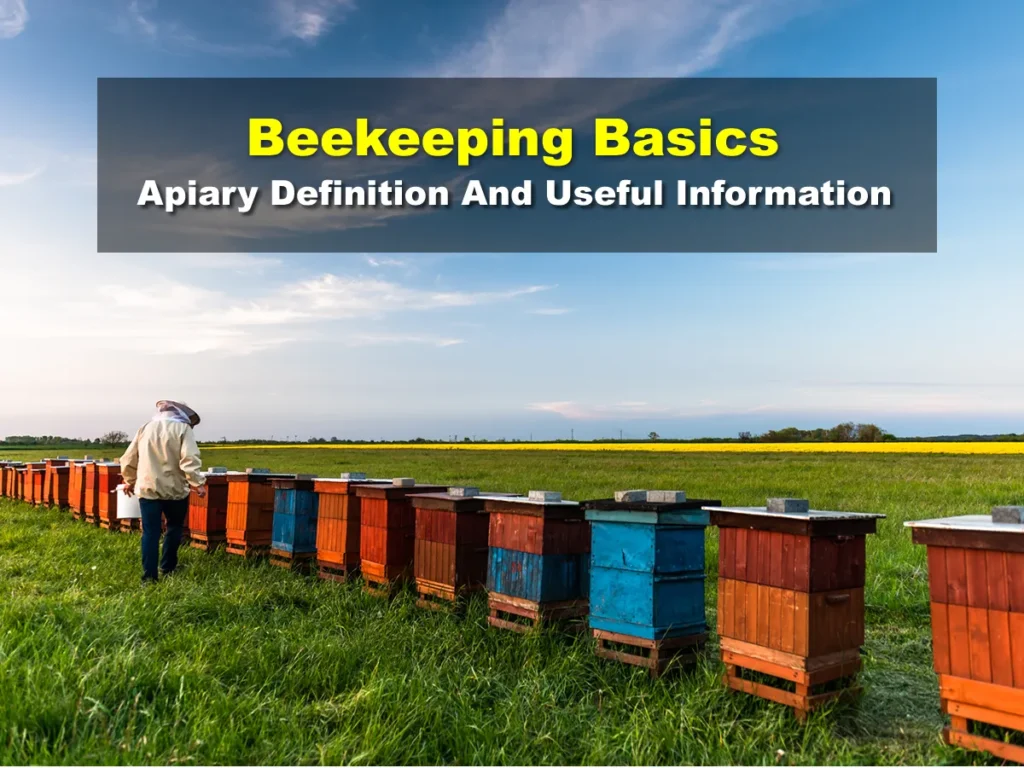 Beekeeping Basics - What Is An Apiary? Apiary Definition And Useful ...