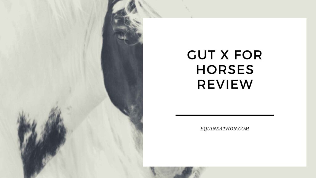 Gut X for Horses Review – equineathon.com